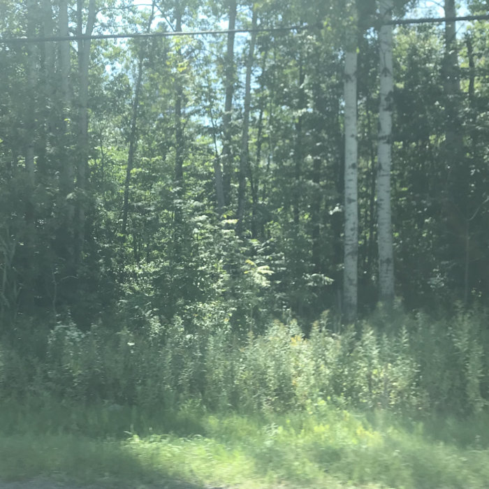 Endless Forest | Soulers
