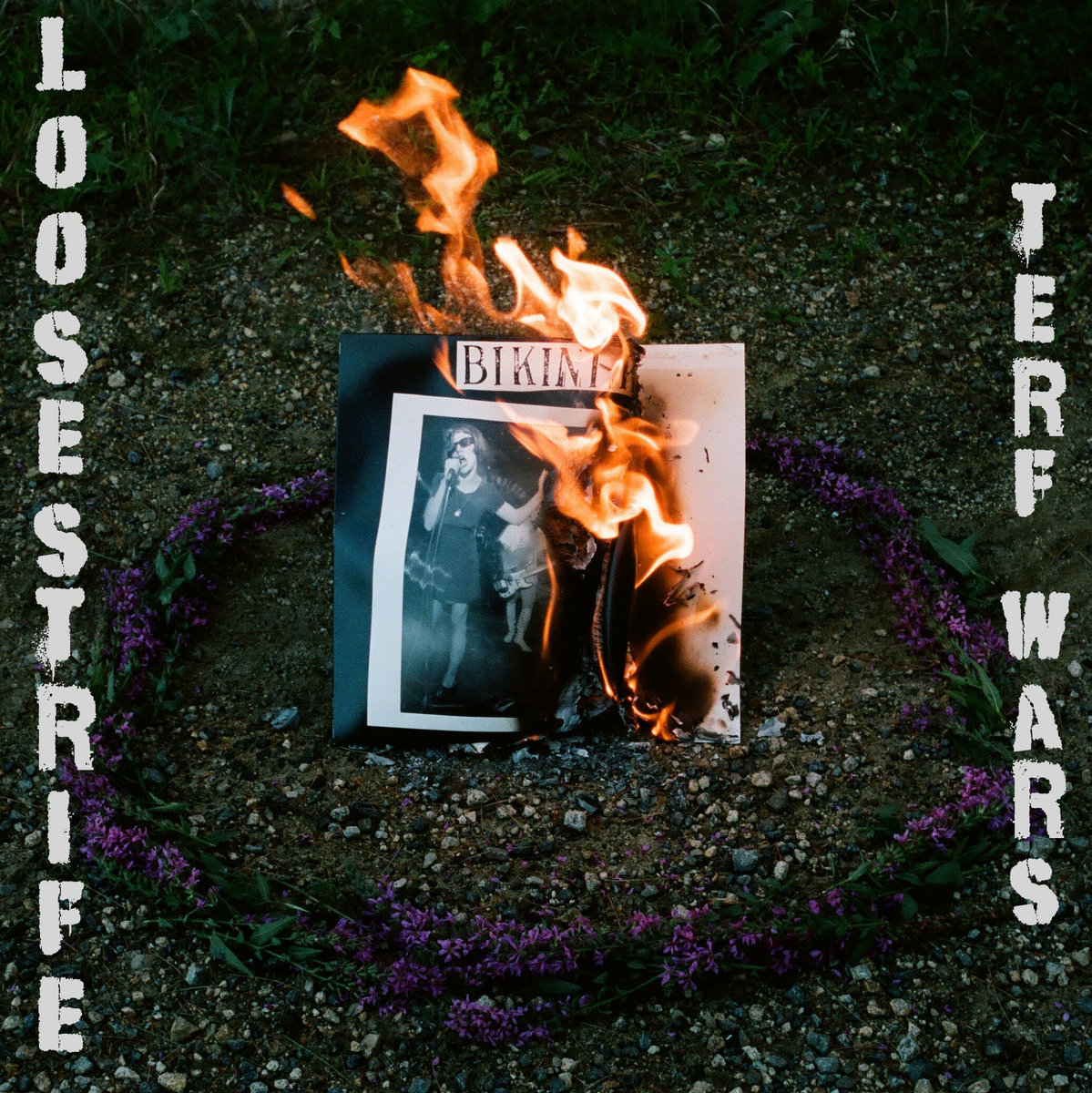 TERF WARS | LOOSESTRIFE