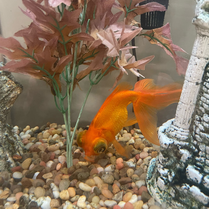 Fish-eyed Fool | Alice DeVille's Hard Drivers