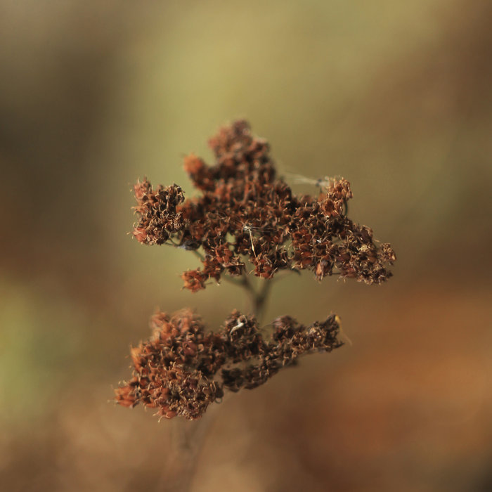 сегодня дурной день | sonnov