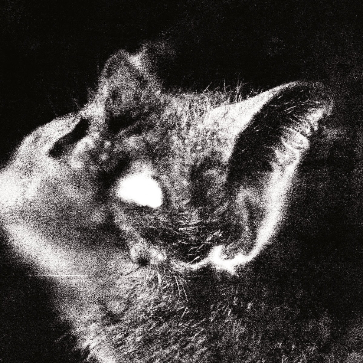 Consecration Of Nocturnal Entities | Wampyric Rites / Noirsuaire ...