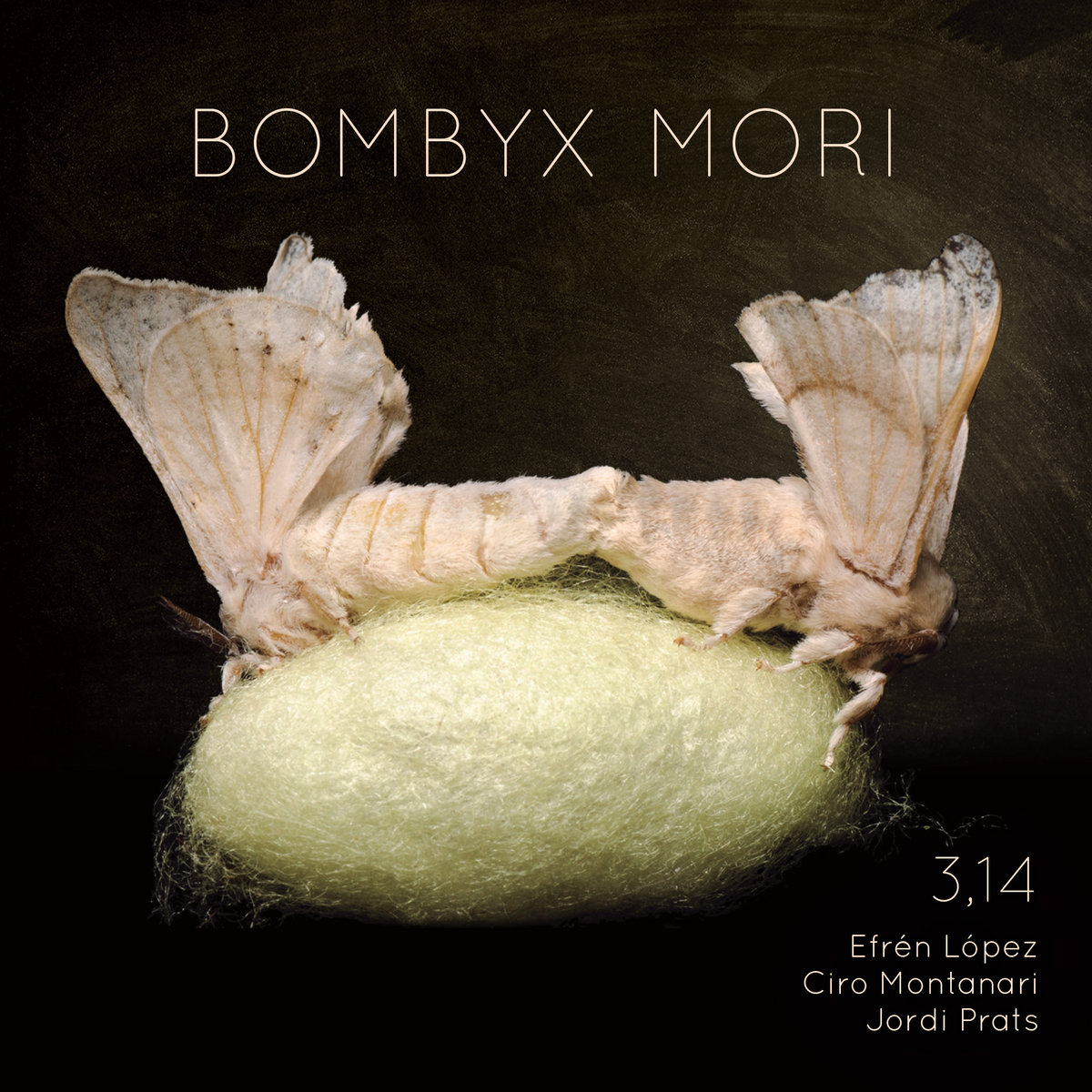 Bombyx Mandarina