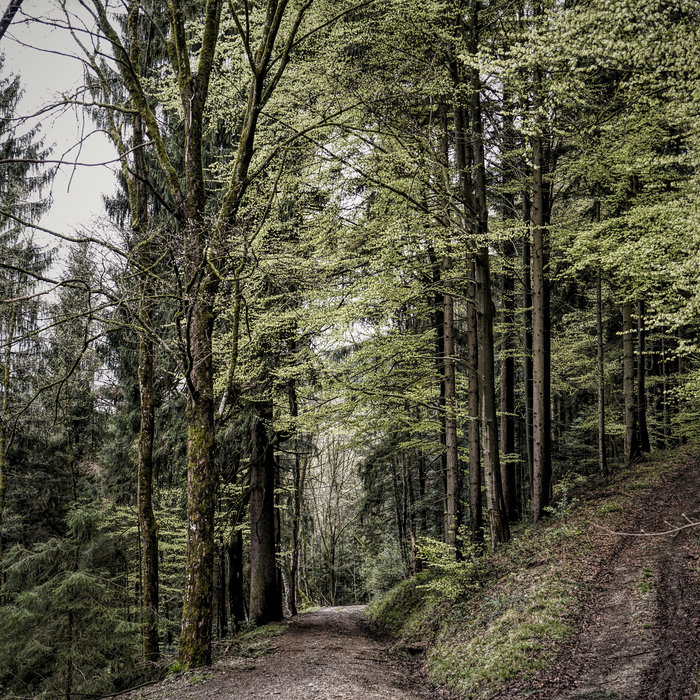 Silent Forest | Judith Sanders | Aether Gaze