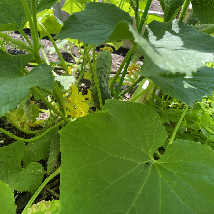 diverging | signal.space