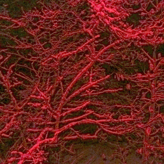 Red Wrath: Remastered | death of codes