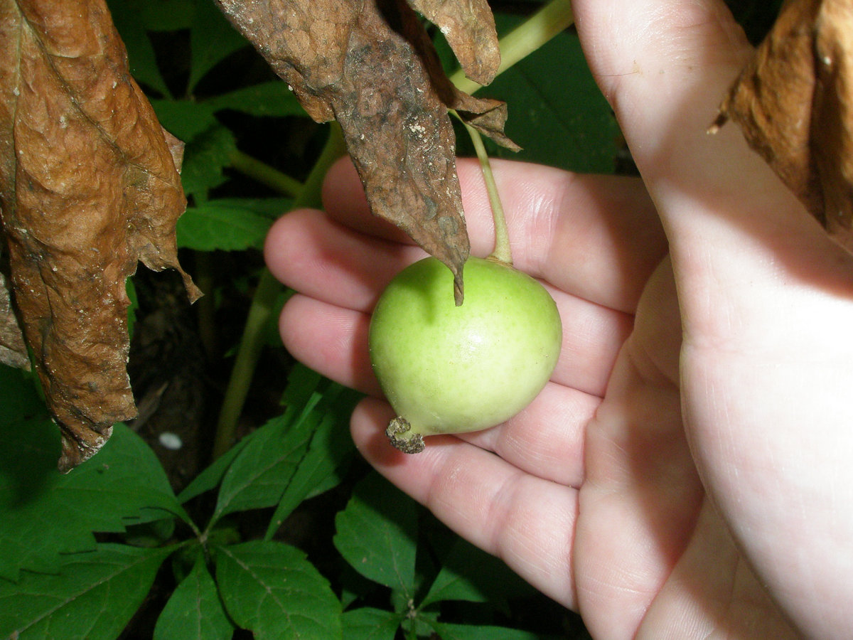 Stark Brothers Nursery History Of Christmas | Jancari | ytxadethema