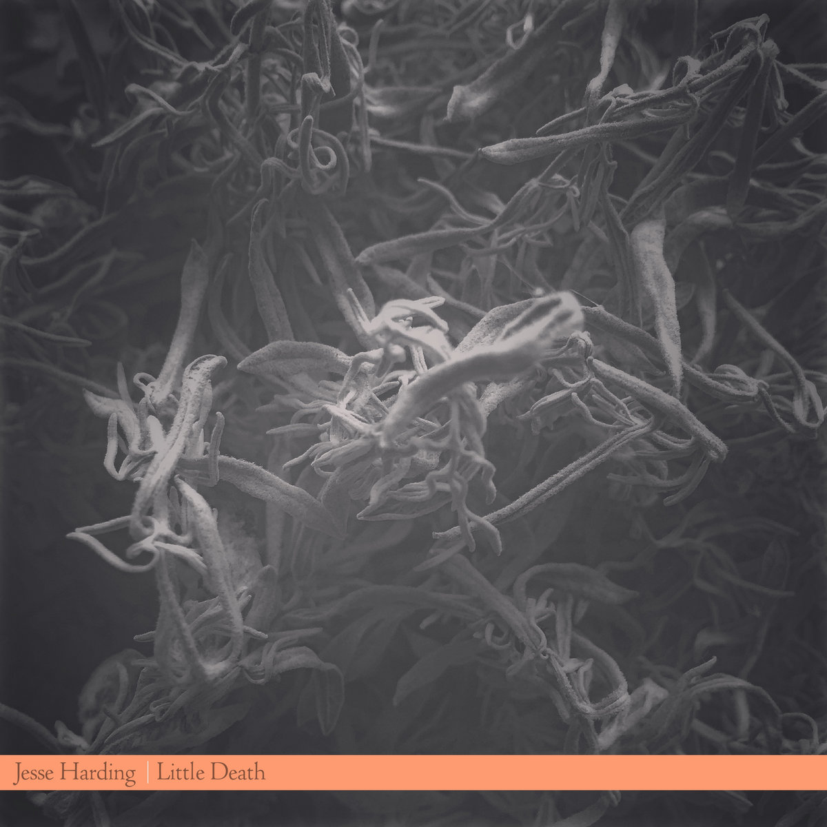 Little Death | Jesse Harding