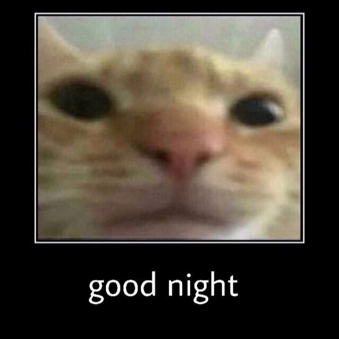 Goodnight Cat Meme