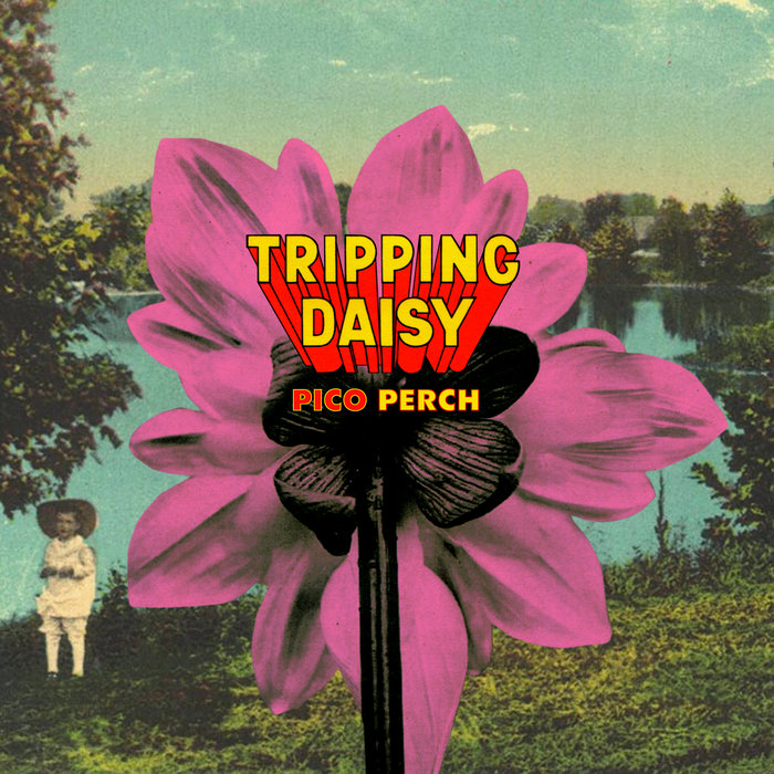 Pico Perch | Tripping Daisy