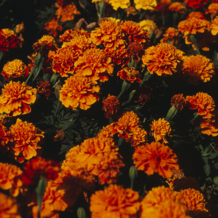 three | Marigold