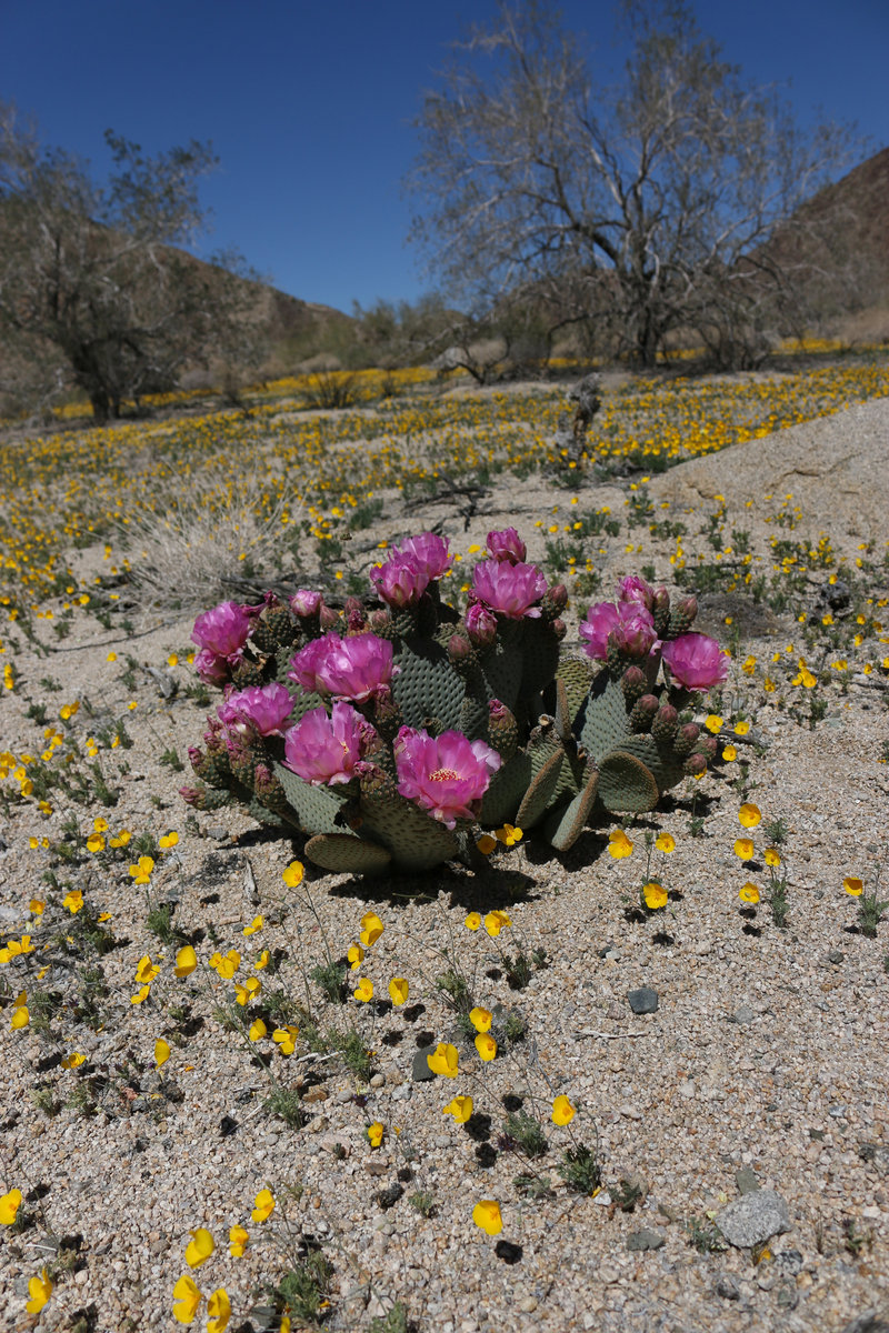 Desert Oogie | Gregg M. Pasterick and some folks he met at the laundromat