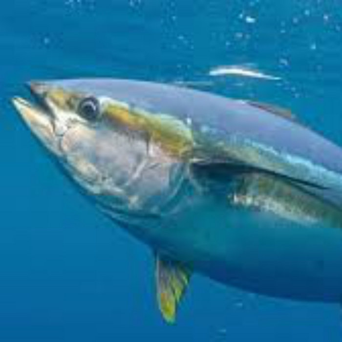 Fluffy the Fish | Eden Thomas and Friends | Eden Thomas