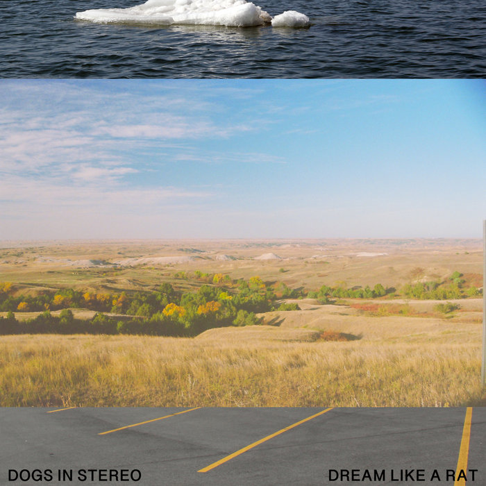 DREAM LIKE A RAT | Dogs in Stereo
