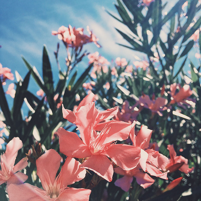 blooming season | wavytrbl