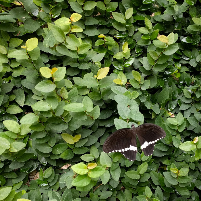 OP-1 ☼ 2017 | macchi m33