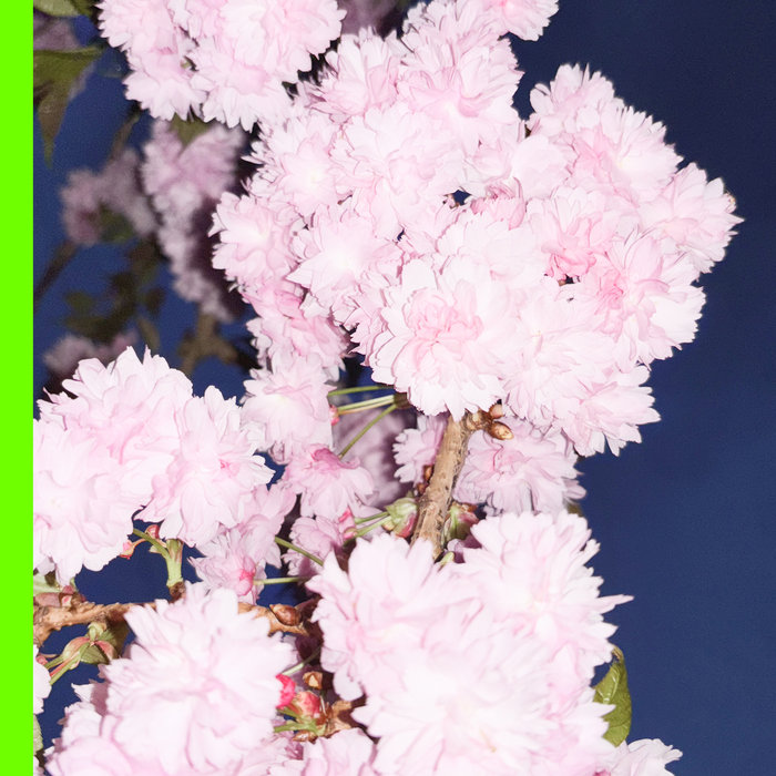 EFFLORESCENCE | BALF | Venalism