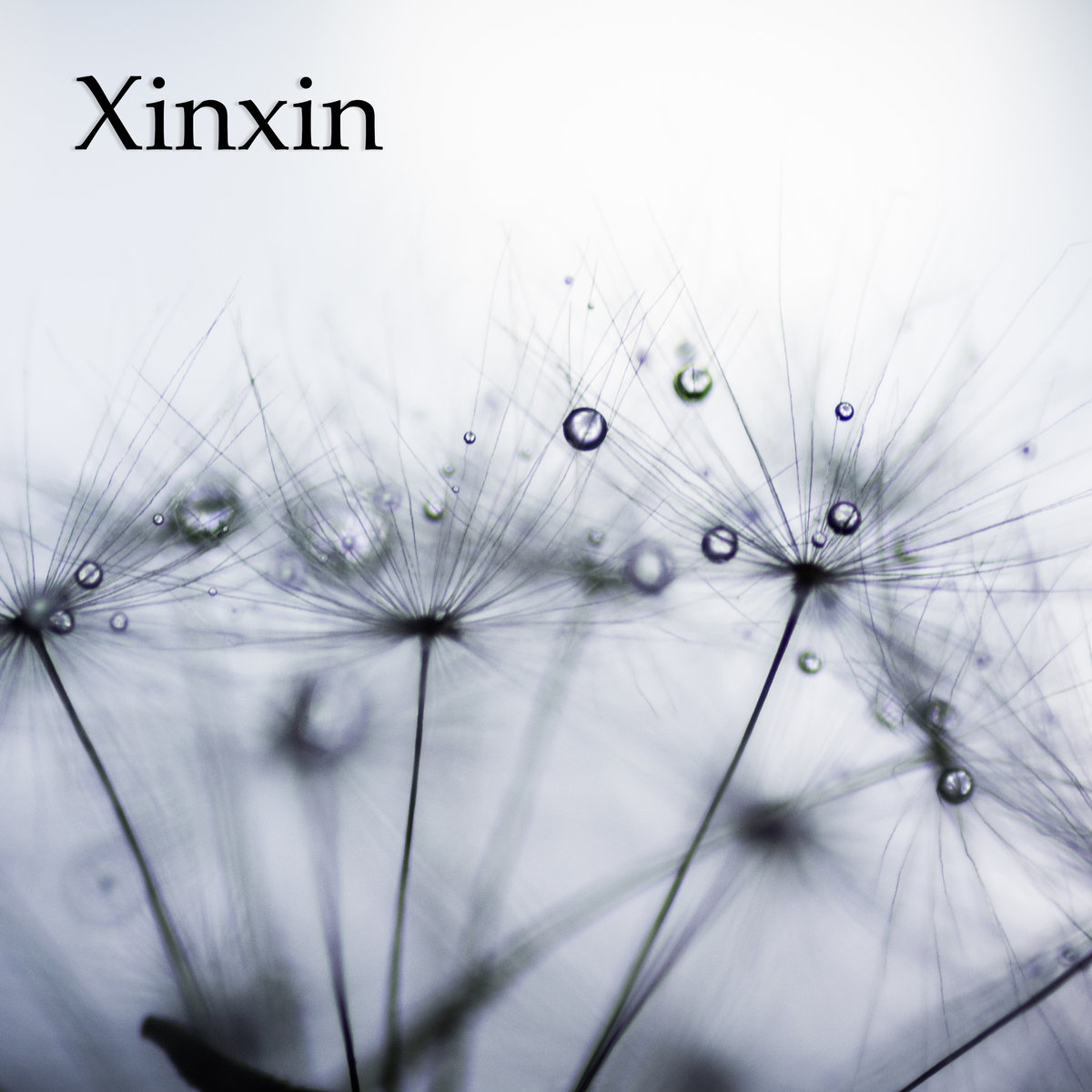 Xinxin | Xin