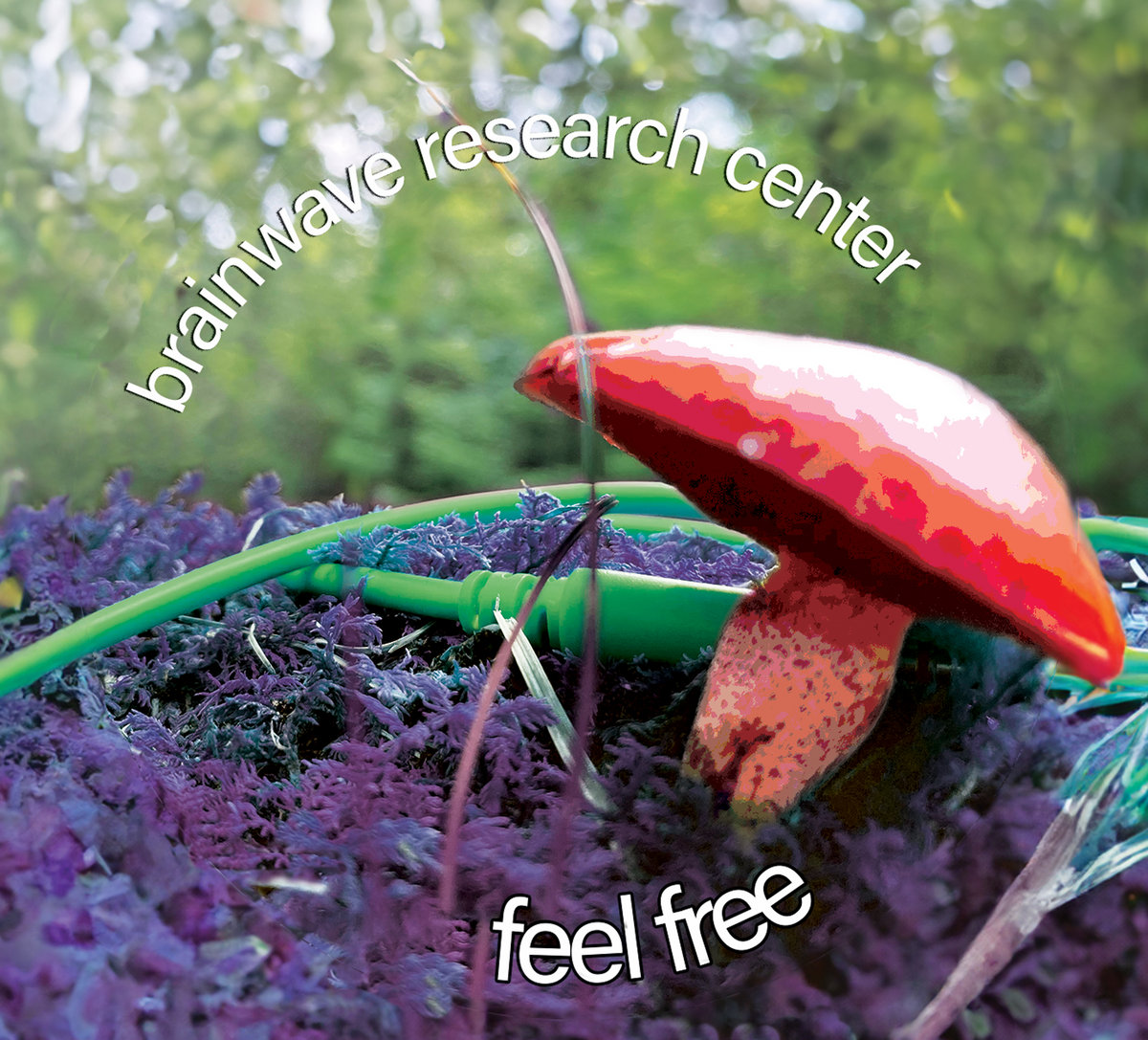 feel free | brainwave research center