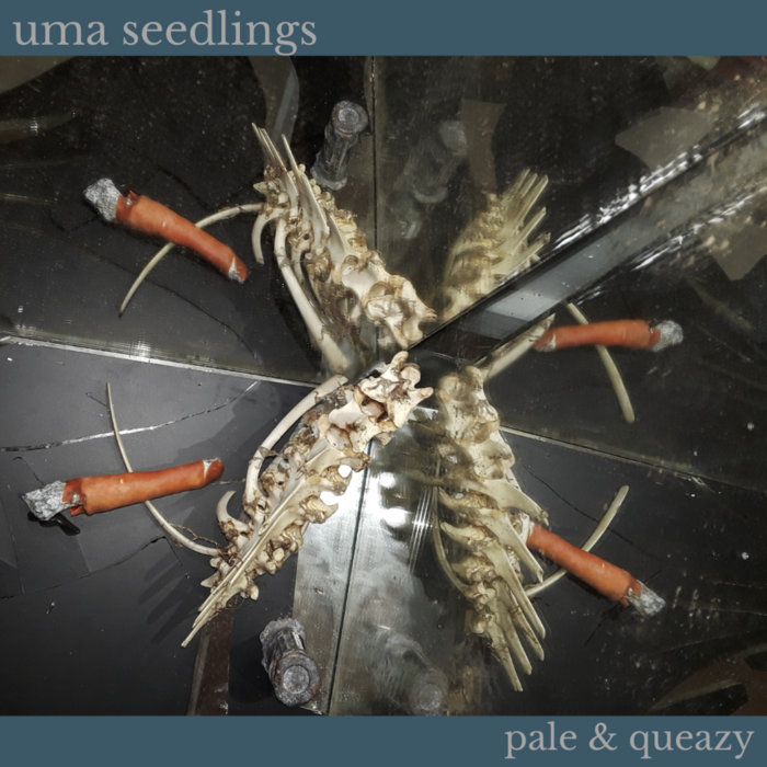 Pale & Queazy | Uma Seedlings