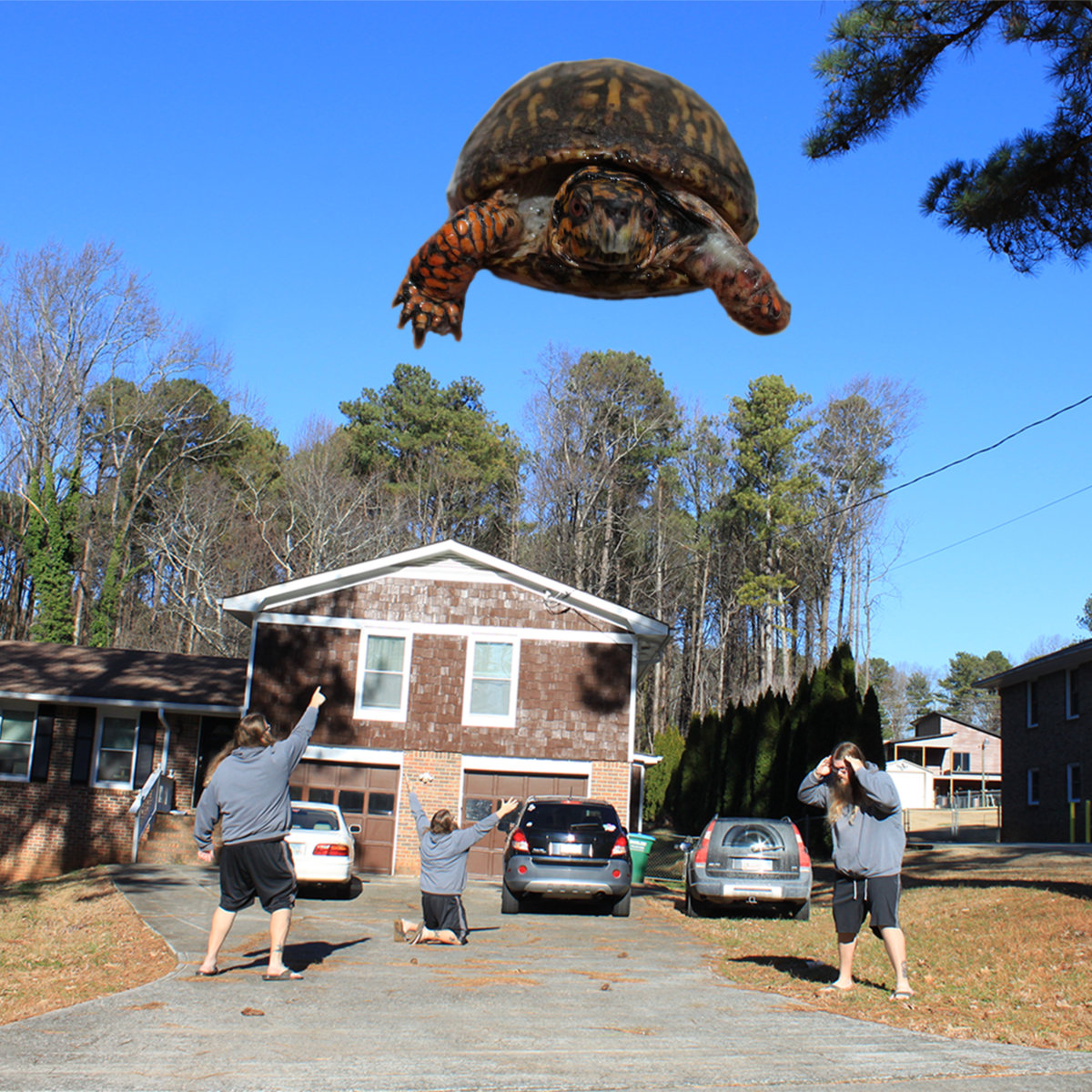 Flying Turtle