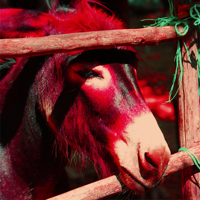 Spite Donkey Scolding Leech | Alex Israel