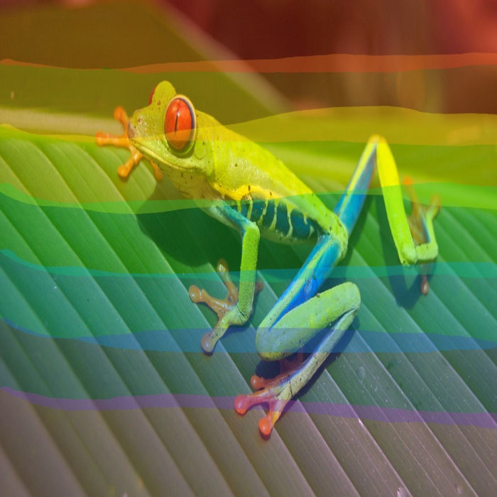 Rainbow Frog | Beladar