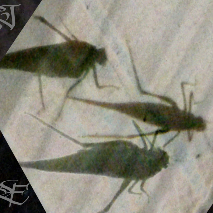 3 shadows | internal Empty | Lackthrow