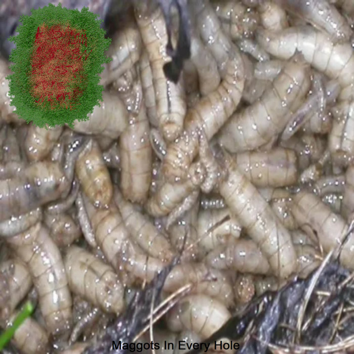 Maggots In Every Hole | Harmonious Tones Of Severed Nerves | Intestinal ...