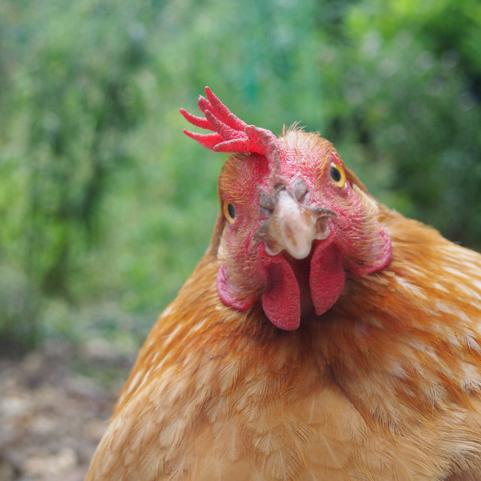 Vie et Mort de la Reine Bertrude | Oscar B. Flannic | CRABE RECORDS