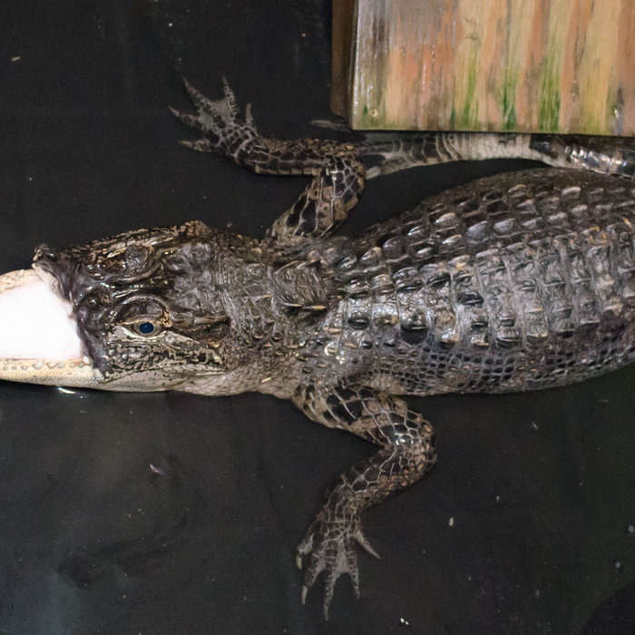 Crocodile 2 Death Swamp Full Movie Download | Ullpeet | myeloronovdi