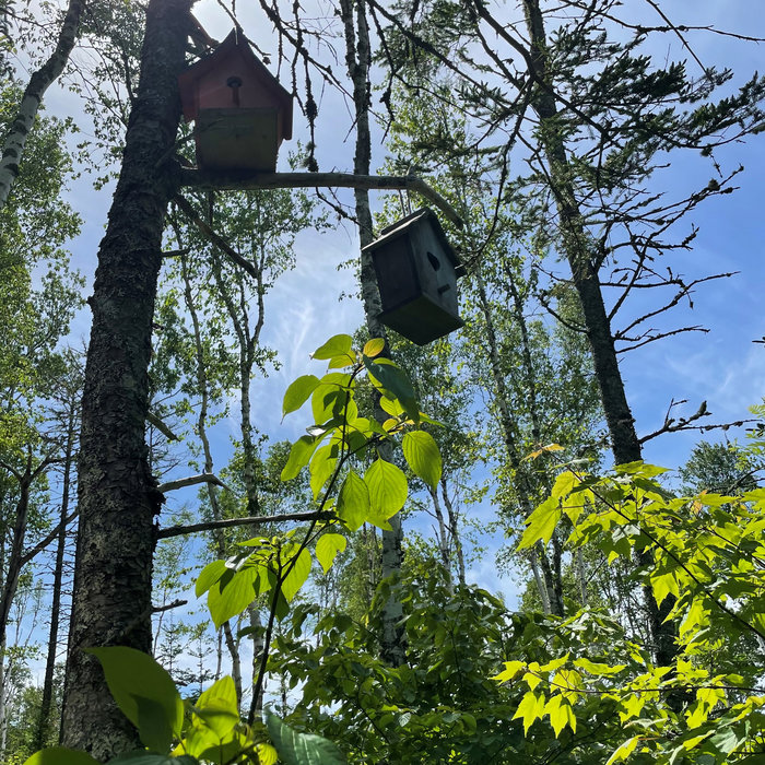 Baby Hawks | shane steven sand