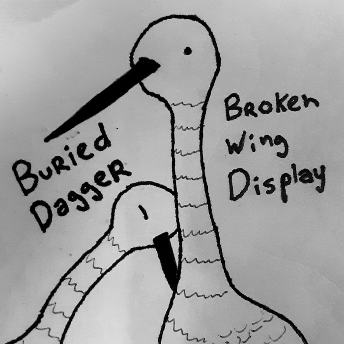 Broken Wing Display | Buried Dagger