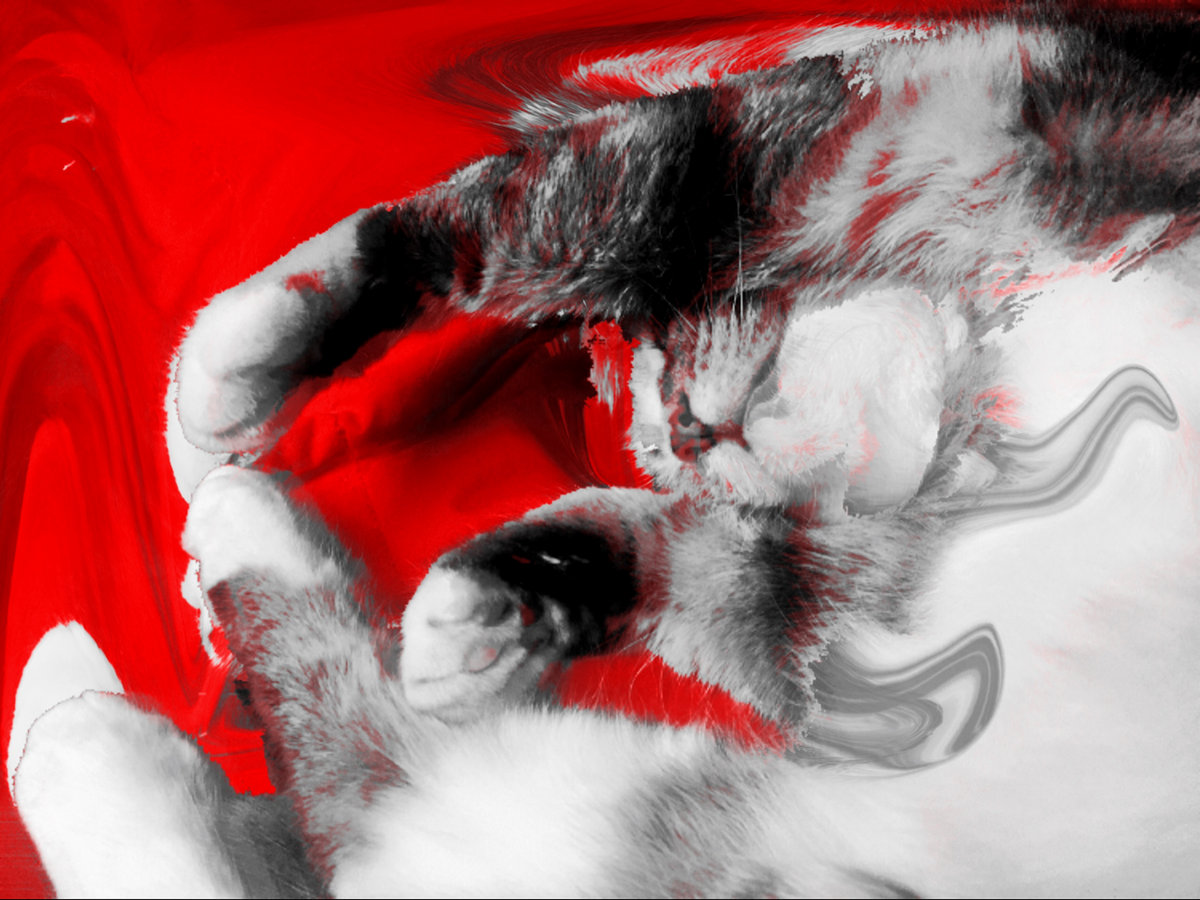 Pino Symphony | Hannah Birch Carl