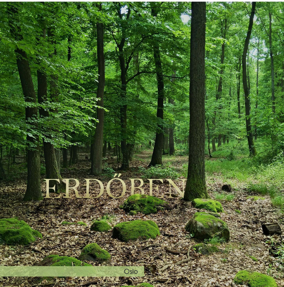 Erdőben - In the Woods | Braxius