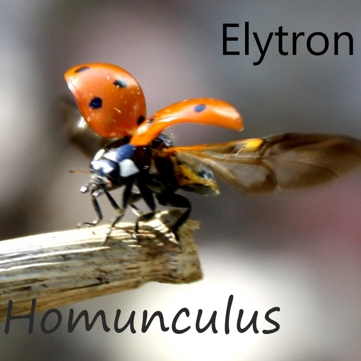 Elytron | Homonculus