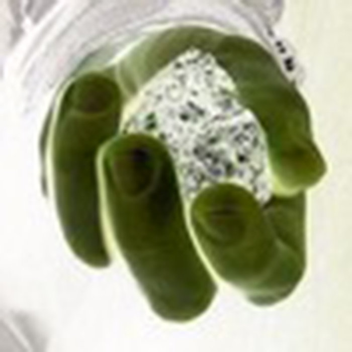 Space Rocks | Cannabis Sativa and the Mechanical Galaxy