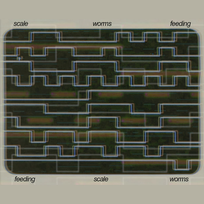 feeding | scale worms