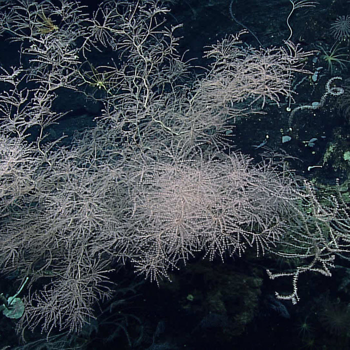 Hadopelagic | Dave Seidel