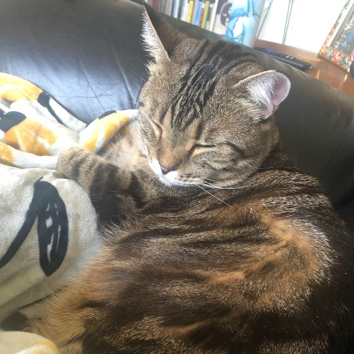 sweet rose | homebro