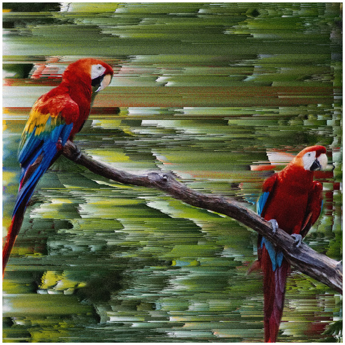 Parrot | Drew Hackney