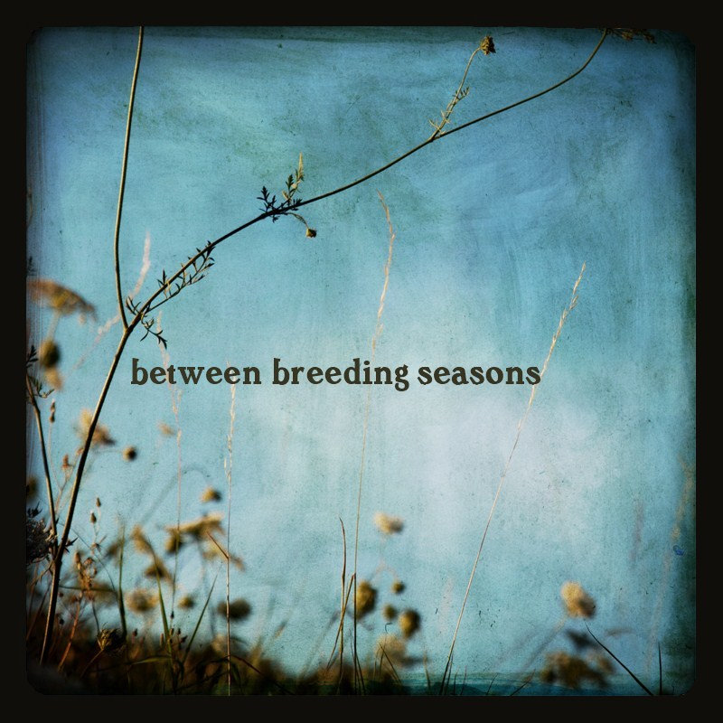 between breeding seasons | Emaline Delapaix