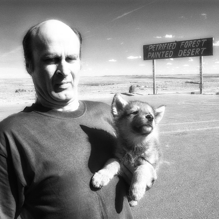 Wild Dogs | David Haggard