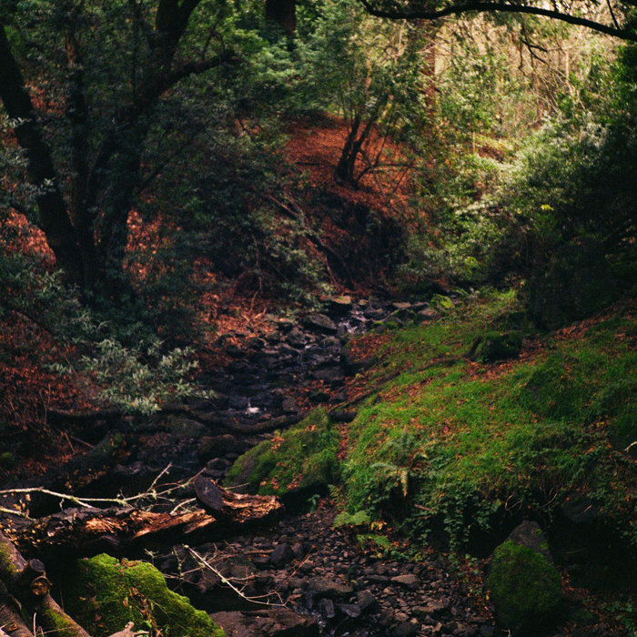 Urban Forest Bathing: Oakland Aquatic Park | Onye Ahanotu | F R E A K S