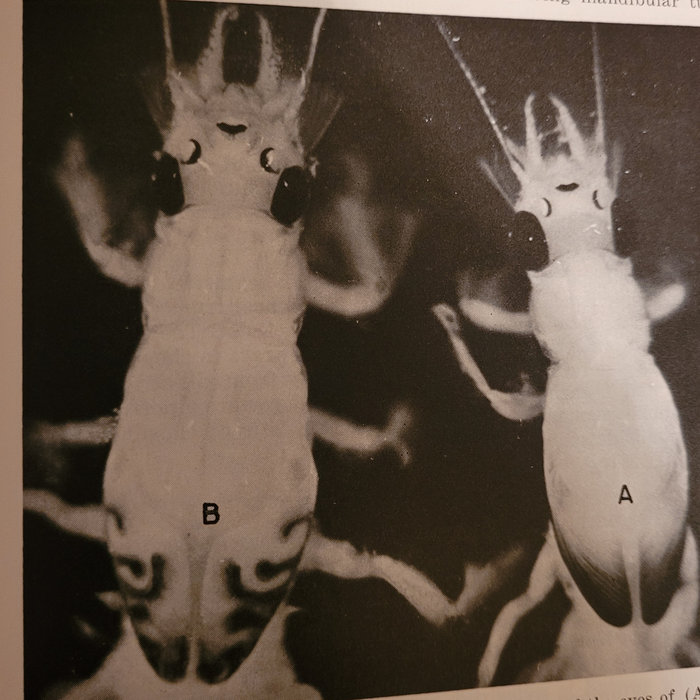 Lost and Found | Reptile Dysfunction