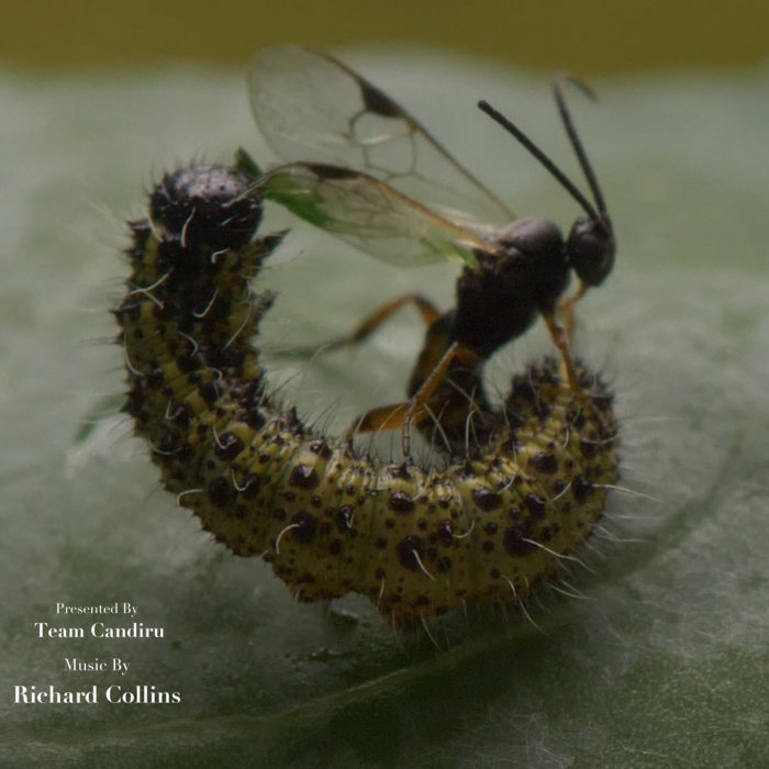 Team Candiru | Parasitoid wasps | Richard Collins