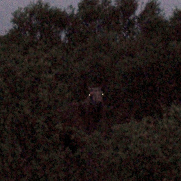 Totem Echo | Mythological Eoarchean Cosmonauts