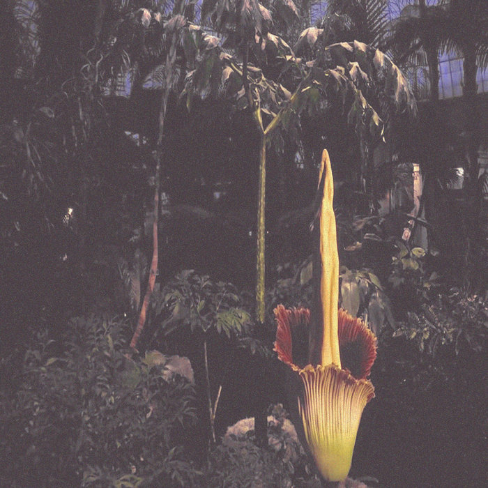 CORPSE FLOWER | MEZZUU | SOUUL DESTROYER RECORDS