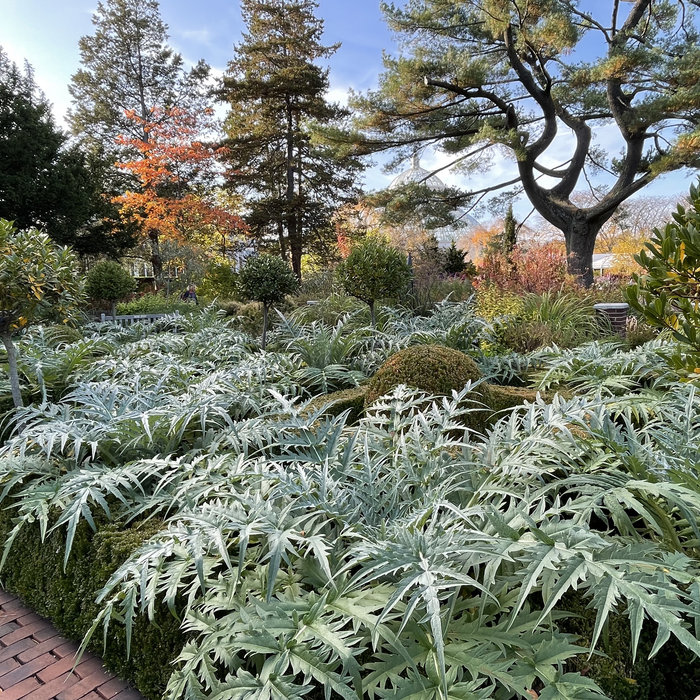 Desire | Frank Simms