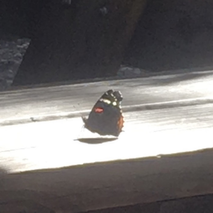 Sinful Evil Rock n Roll / Knotty | Lord Toru