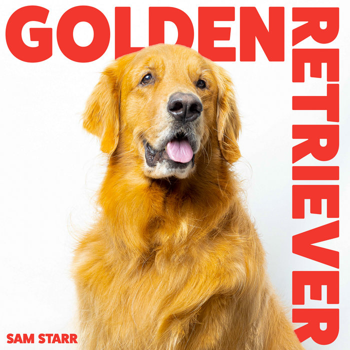 GOLDEN RETRIEVER | Sam Starr